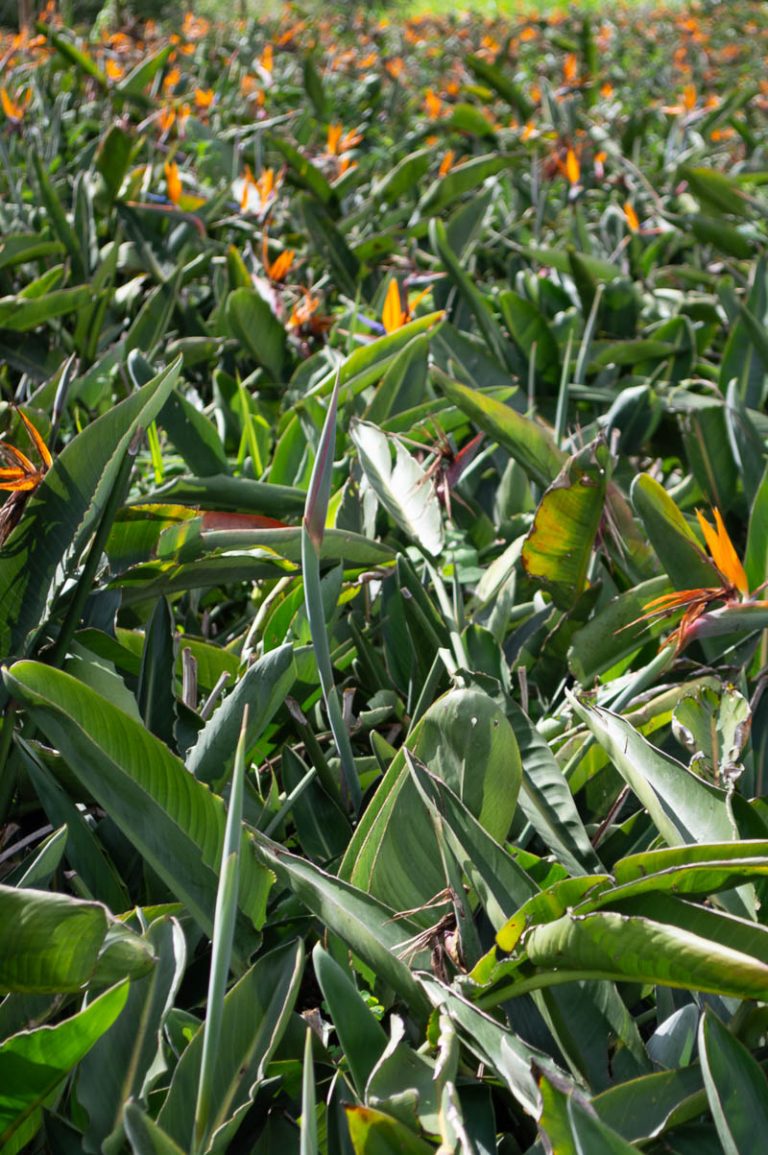 Plantas del Tambo – Plantas del tambo
