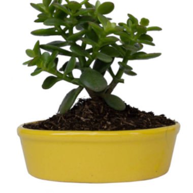 Bonsai Pino Azul – Plantas del Tambo