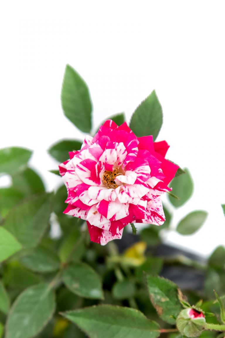 Mini Rosa – Plantas del Tambo