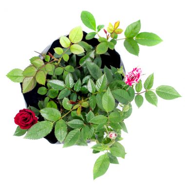Mini Rosa – Plantas del Tambo