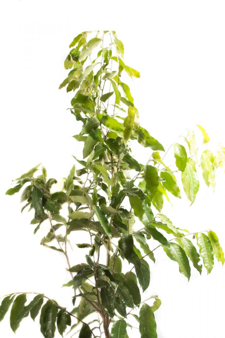 Oity – Plantas del Tambo