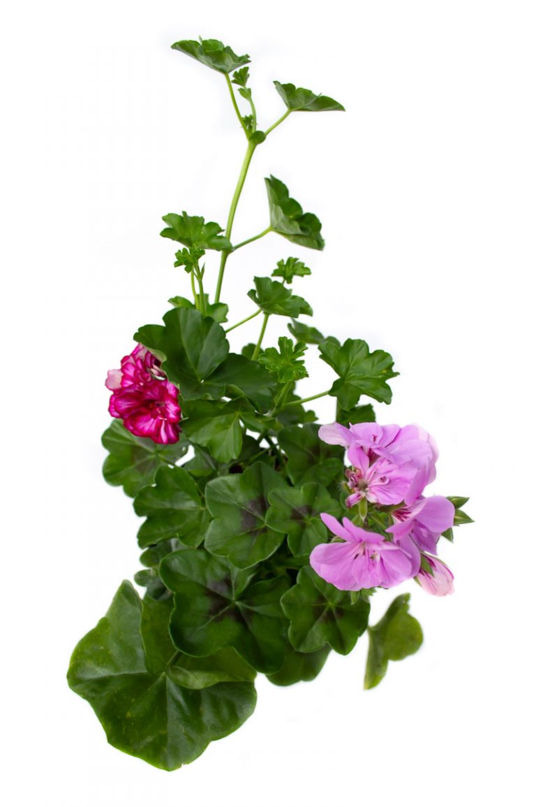 Plantas del Tambo – Plantas del tambo